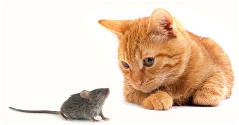 Playing Cat And Mouse Psychology Today