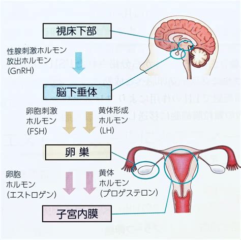 月経周期とホルモンの変化 ある産婦人科医のひとりごと