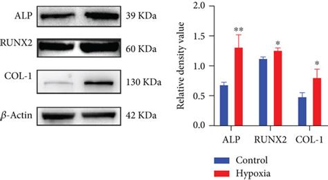 Hypoxia Promoted Proliferation Migration And Osteogenic Download