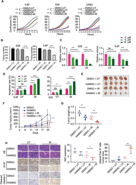 Inhibition Of Rpa Enhances The Antitumor Effect Of Irradiation In Npc