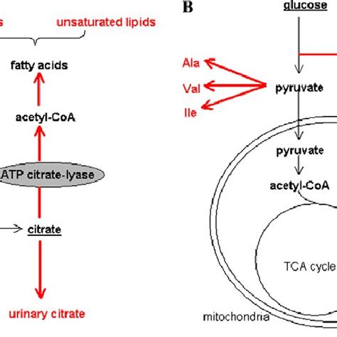 Schematic Representation Of The Metabolic Network Glycolysis The Tca