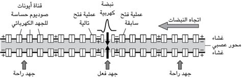 العقل الحياة على الحافة بداية عصر علم الأحياء الكمي مؤسسة هنداوي