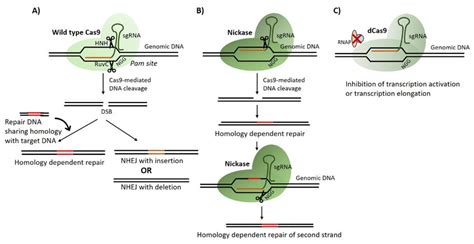 Schematic Representation Of Crispr Cas Mediated Gene Editing A Cas9
