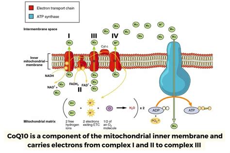 Coq10 Genes Benefits And Mitochondrial Energy