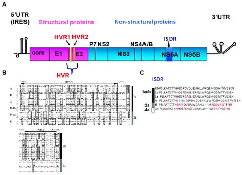 Hcv Genome And Viral Particle Structure A The Hcv Structural