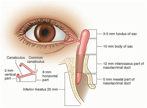Nasolacrimal Duct Anatomy