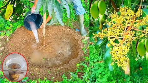 Homemade Organic Liquid Fertilizer For Mango Trees Fruiting Fast Youtube