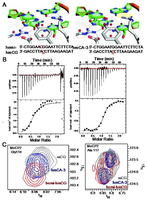Mecp2 Mbd Binding To Hydroxymethylated Ch A Models Of The Mecp2 Mbd