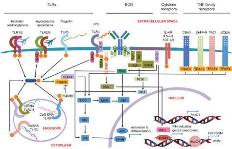 Figure 1 From Toll Like Receptors And B Cell Receptors Synergize To