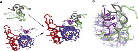 Insulins Engagement With Its Primary Binding Site On The Receptor A