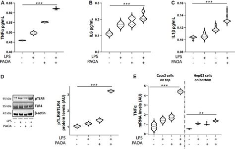 Caco 2 Polarized Monolayers Released Pro Inflammatory Cytokines In