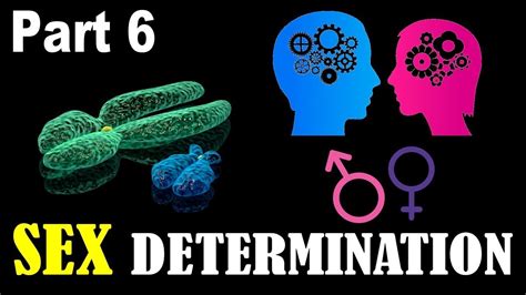 Principles Of Inheritance And Variation Part 6 Sex Determination