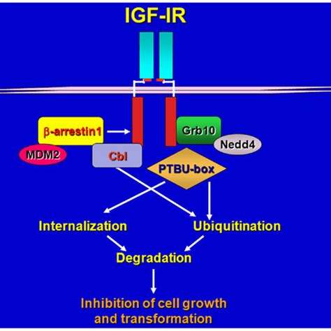 Schematic Draws Of Igf Ir Regulation By Various Ligases And Adaptors