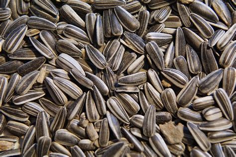 Sunflower Seeds Bird Food Birds Free Photo On Pixabay Pixabay