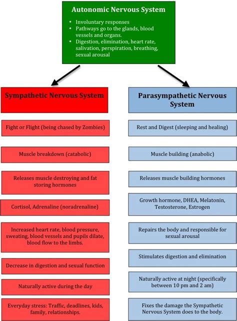 Sympathetic Vs Parasympathetic Nervous System Paramedic School