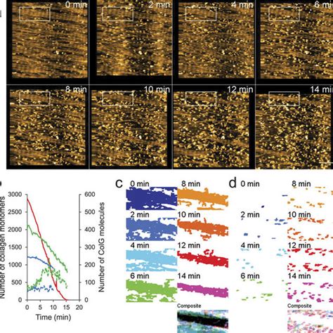 Hs Afm Imaging Of Collagen Fibril Degradation By Colg A
