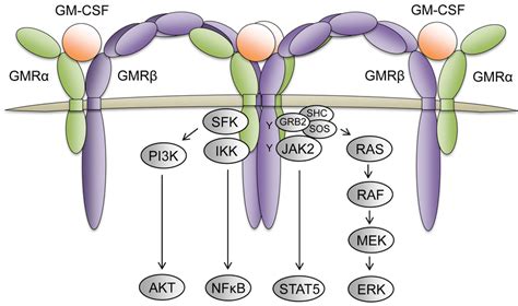 The Gm Csf Receptor Complex And Its Downstream Signaling Pathways The