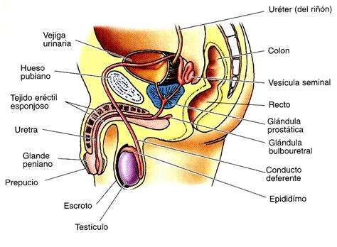 Aparato Reproductor Masculino Blog De Biología