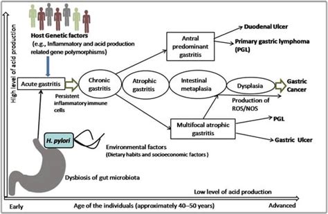 Pathogens Free Full Text Helicobacter Pylori Induced Inflammation Possible Factors