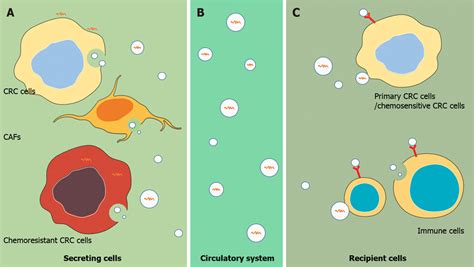 The Process Of Exosomal Long Non Coding Rnas Secretion Transportation