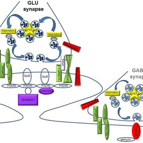 Schematic Diagram Illustrating Pre And Post Synaptic Gene Products
