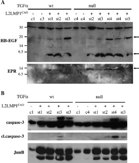 The Signalling Proteins P38 Mapk Jnk1 2 Nf J B And Erk1 2 Are