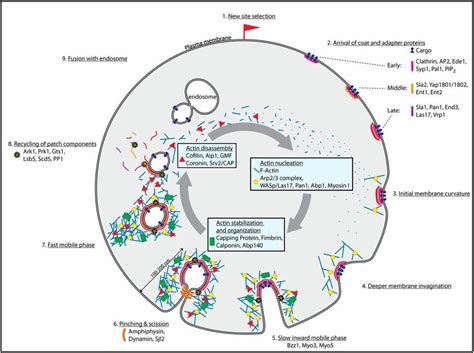 28 Stages Of Clathrin Mediated Endocytosis In S Cerevisiae With The