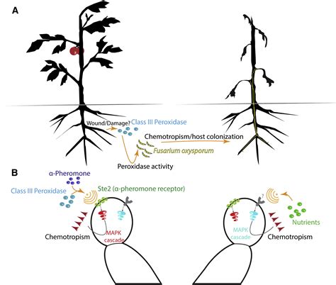 Fungal Sex Receptors Recalibrated To Detect Host Plants Cell Host