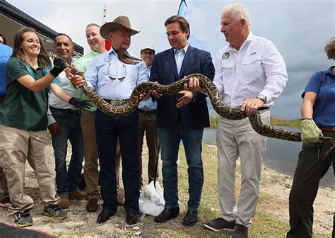 ron desantis kicks off florida s annual python challenge