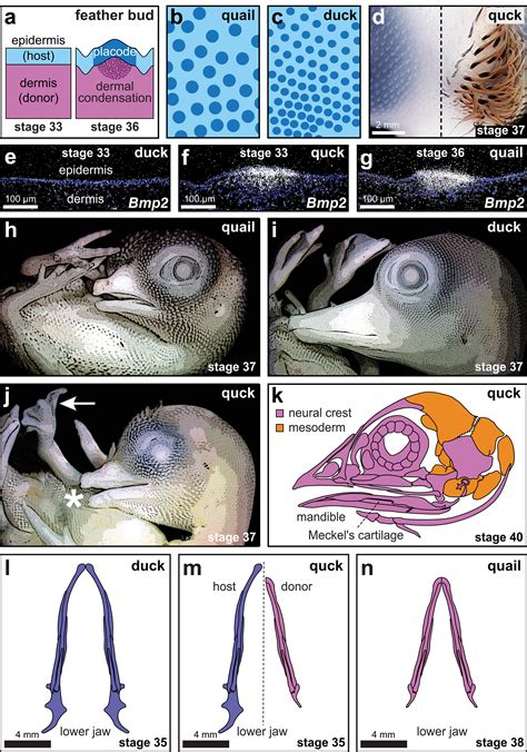 Neural Crest And The Origin Of Species‐specific Pattern Schneider