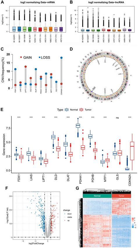 Frontiers Comprehensive Analysis Of A Novel Cuproptosis Related