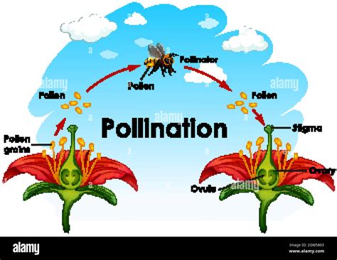 Diagram Showing Pollination With Flower And Bee Stock Vector Image