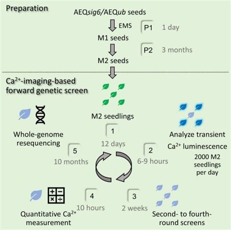 Cell子刊：研究报道基于荧光探针aequorin的正向遗传筛选系统 四川省医药保化品质量管理协会