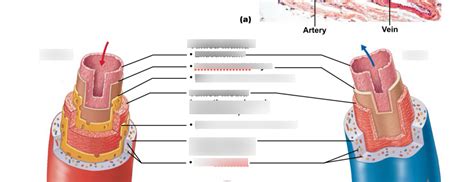 Bsc2086l Lesson 5 Generalized Structure Of Arteries Veins And
