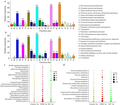 Itraq Based Quantitative Proteomic Analysis Of Defense Responses Of Two