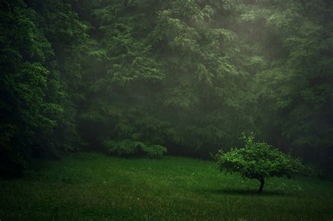 Wallpaper Sunlight Trees Landscape Hill Nature Branch Green