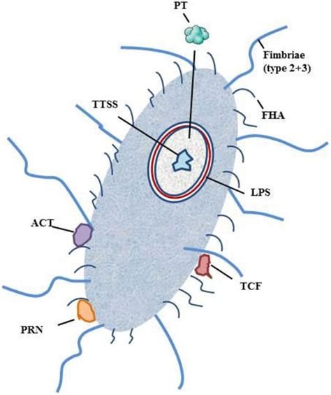 Frontiers Rediscovering Pertussis