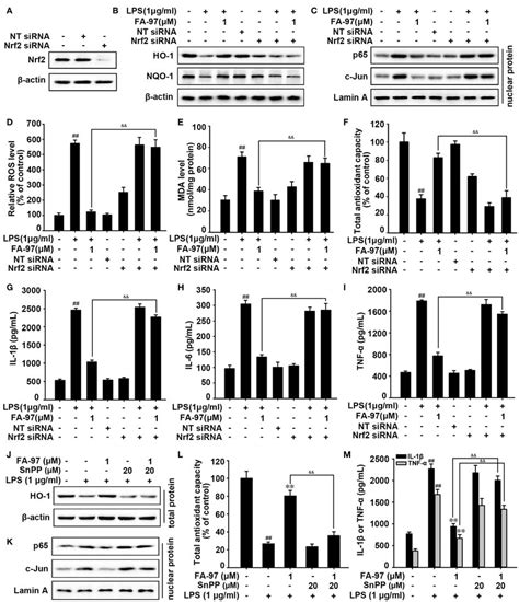 The Nrf2 Ho 1 Pathway Was Involved In The Anti Oxidative And