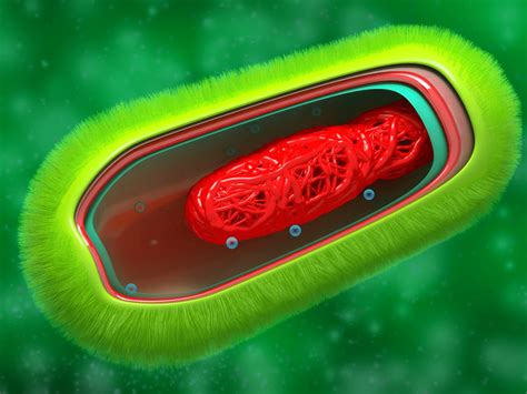 11 Unbelievable Facts About Prokaryotic Cell