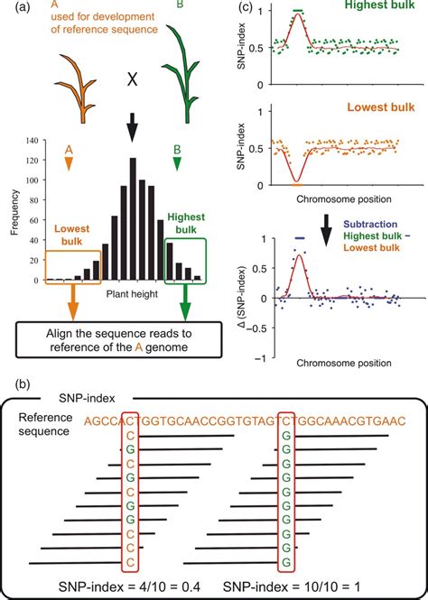 qtl‐seq rapid mapping of quantitative trait loci in rice by whole