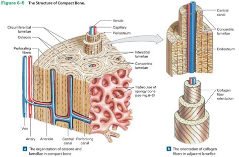 Chapter 6 Osseous Tissue And Bone Structure Flashcards Human Anatomy