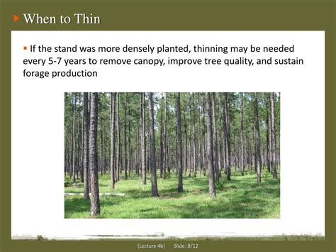 Ppt Module 4 Canopy Management And Thinning Powerpoint Presentation