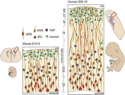 Frontiers Conical Expansion Of The Outer Subventricular Zone And The