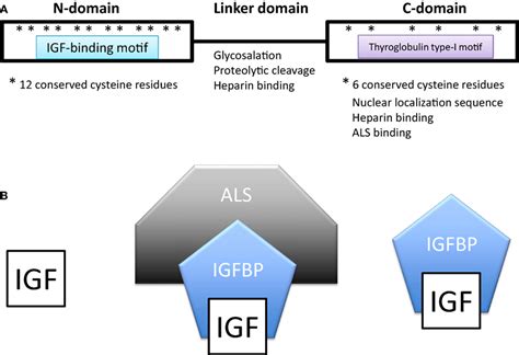Frontiers Igf Binding Proteins Why Do They Exist And Why Are There