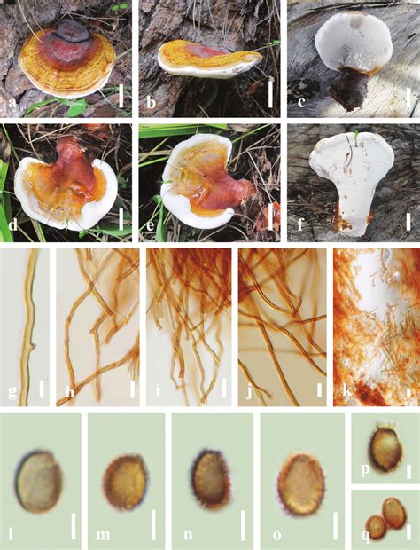 Morphological Characteristics Of Ganoderma Thailandicum Hkas 104640