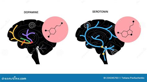 Serotonin And Dopamine Pathway Vector Illustration