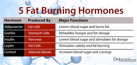 5 Keys To Balance Fat Burning Hormones
