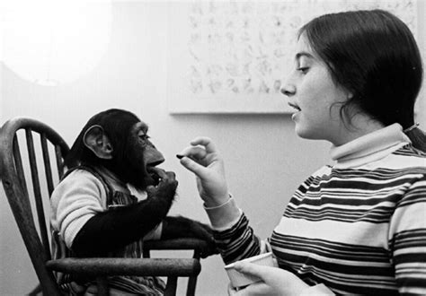 the chimp that learned sign language npr