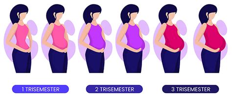 3 Pregnancy Stages Pregnancy Food Guide