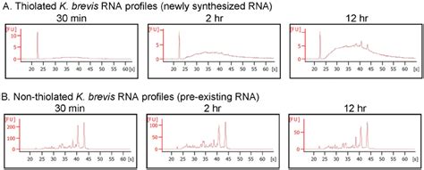 Representative Bioanalyzer Profiles Of Pre Existing And Newly